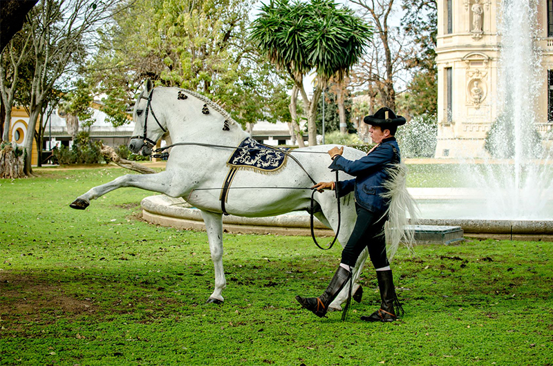 Photos Horses Fundaci n Real Escuela Andaluza Del Arte Ecuestre