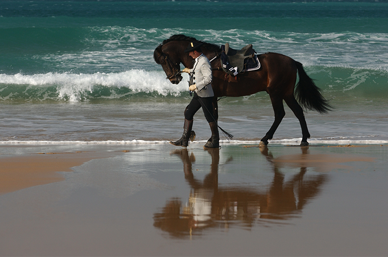 Photos Horses Fundaci n Real Escuela Andaluza Del Arte Ecuestre